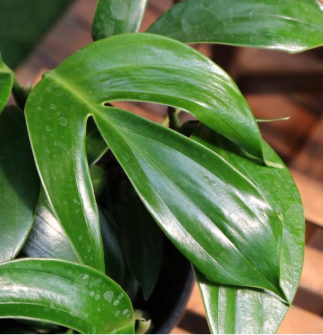 Triad Plants: Wholesale Premium Tropical Plants and Rare Foliage