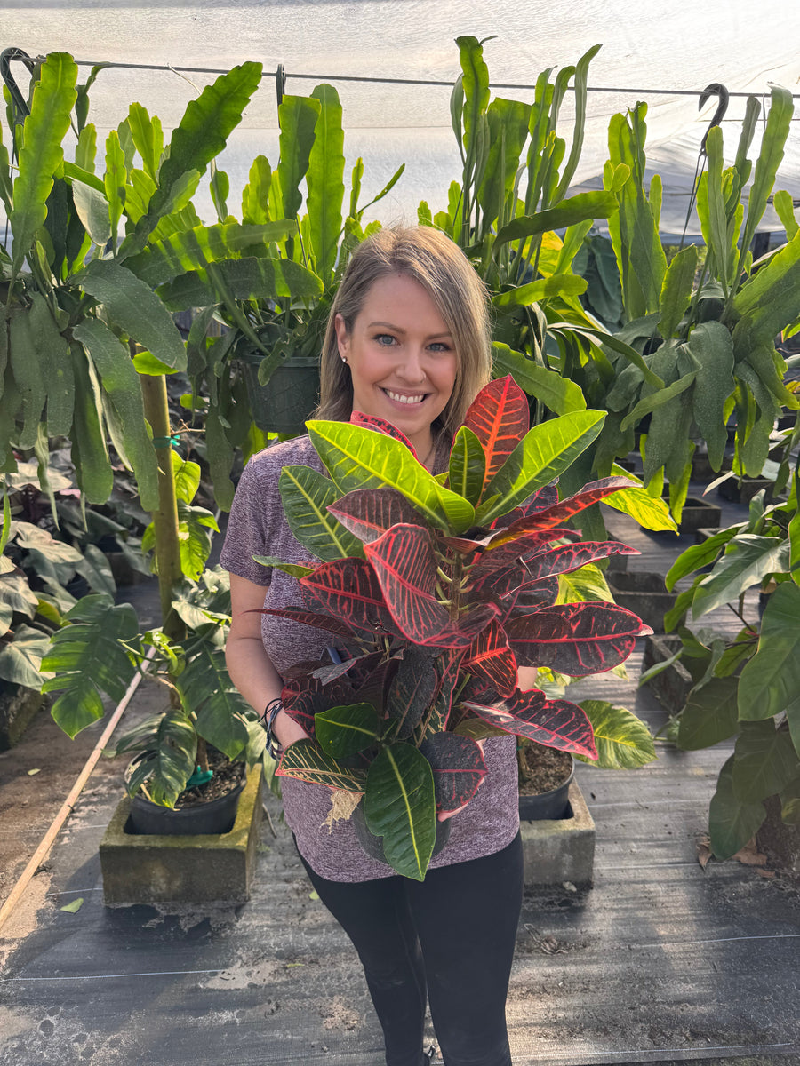 Triad Plants: Wholesale Premium Tropical Plants and Rare Foliage