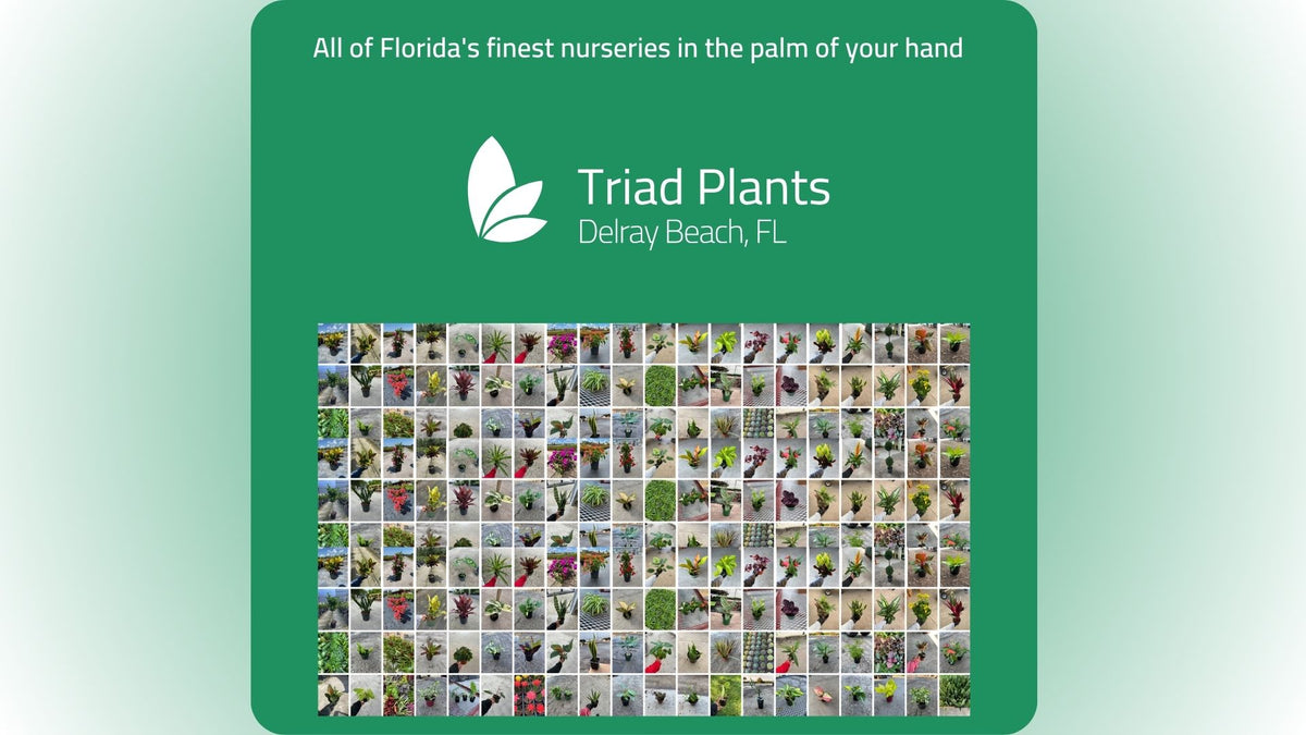 Triad Plants: Wholesale Premium Tropical Plants and Rare Foliage