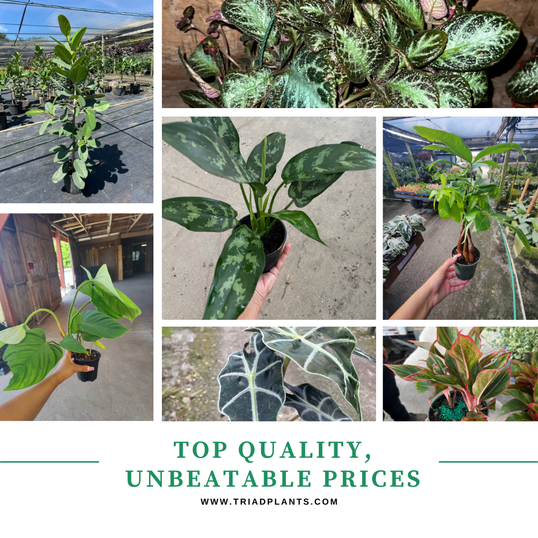 Triad Plants: Wholesale Premium Tropical Plants and Rare Foliage