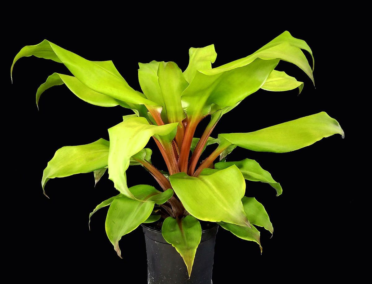Triad Plants: Wholesale Premium Tropical Plants and Rare Foliage