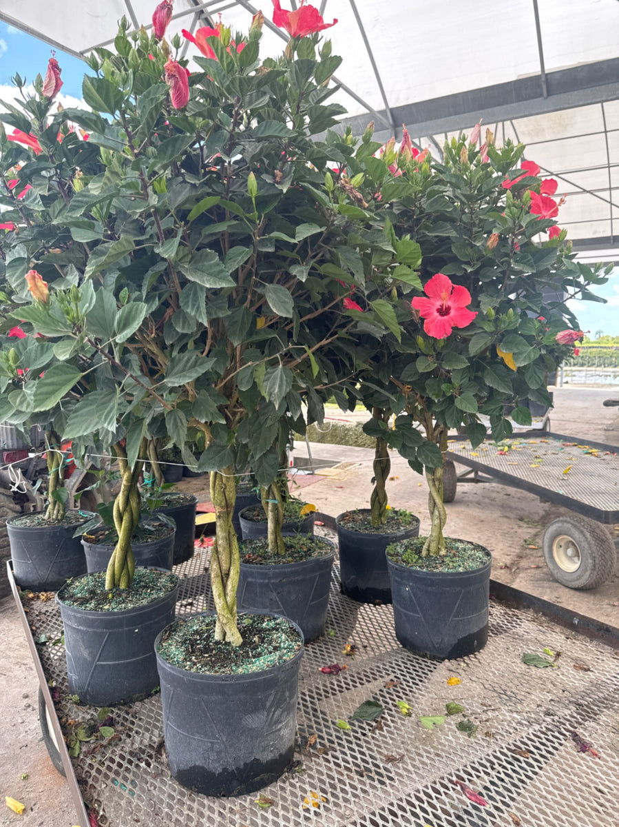 Triad Plants: Wholesale Premium Tropical Plants and Rare Foliage