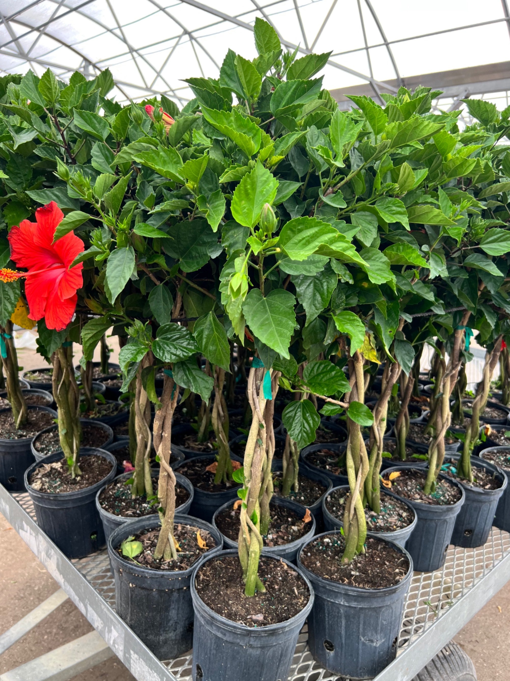 Triad Plants: Wholesale Premium Tropical Plants and Rare Foliage